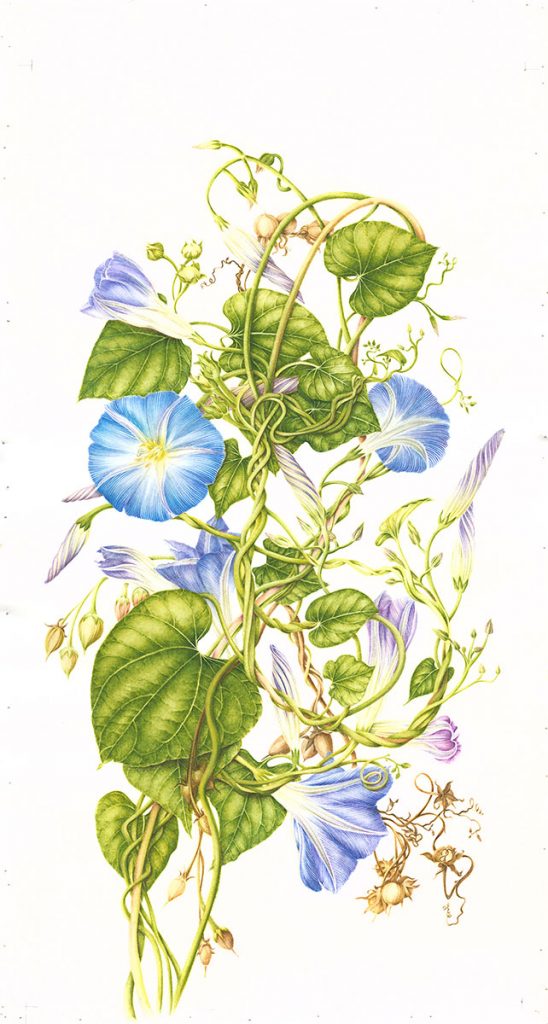 Ipomoea Botanix