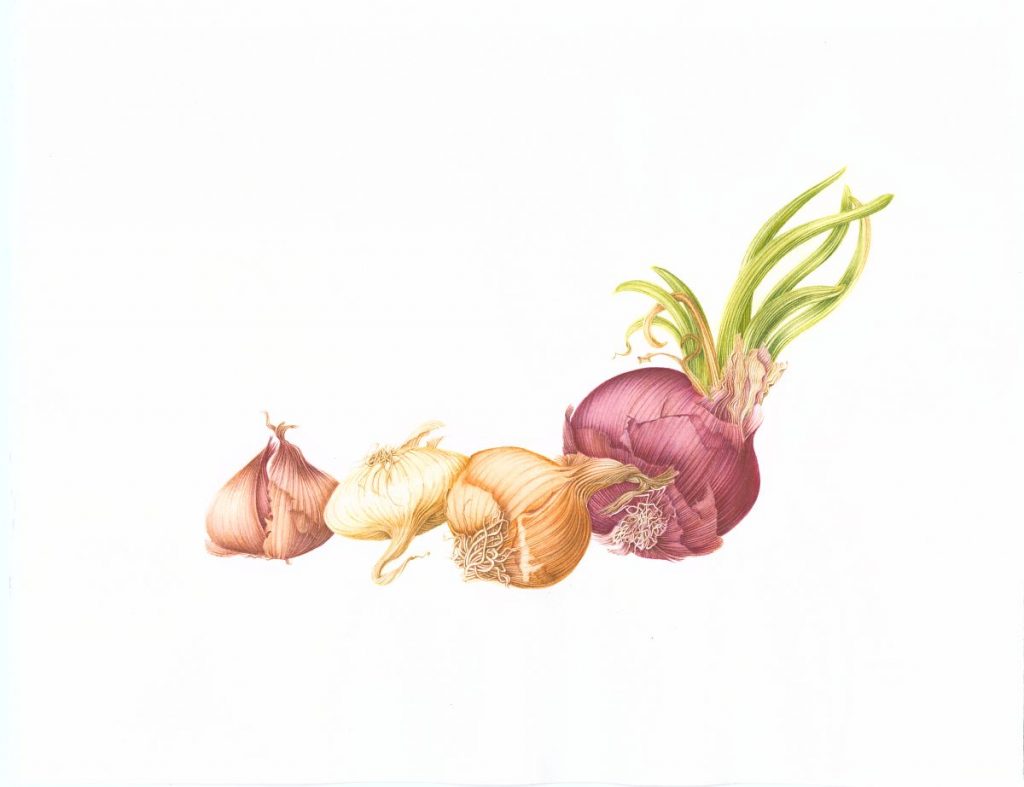 Allium cepa | botanix