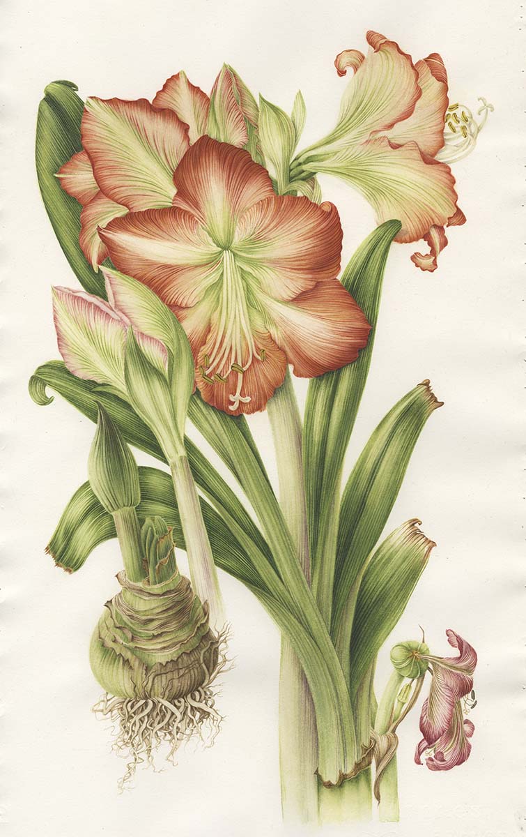 Hippeastrum | botanix